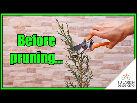 Pruning and apical dominance! Before PRUNING keep in mind THIS Why does the cypress have that shape?