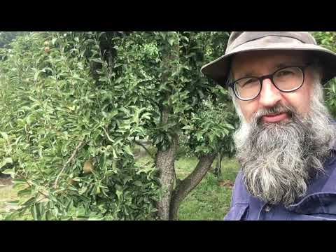 A quick way to tell if a pear is ready to pick.