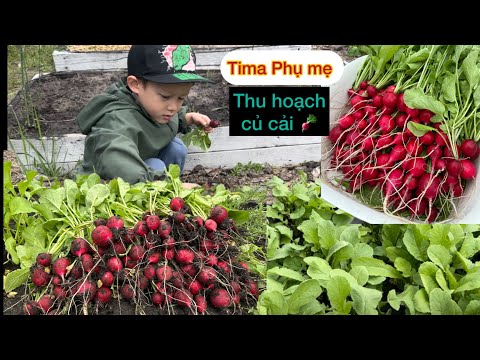Tima Giúp Mẹ Thu Hoạch Củ Cải Đỏ🇺🇦Vườn Rau Việt ở Ukraina
