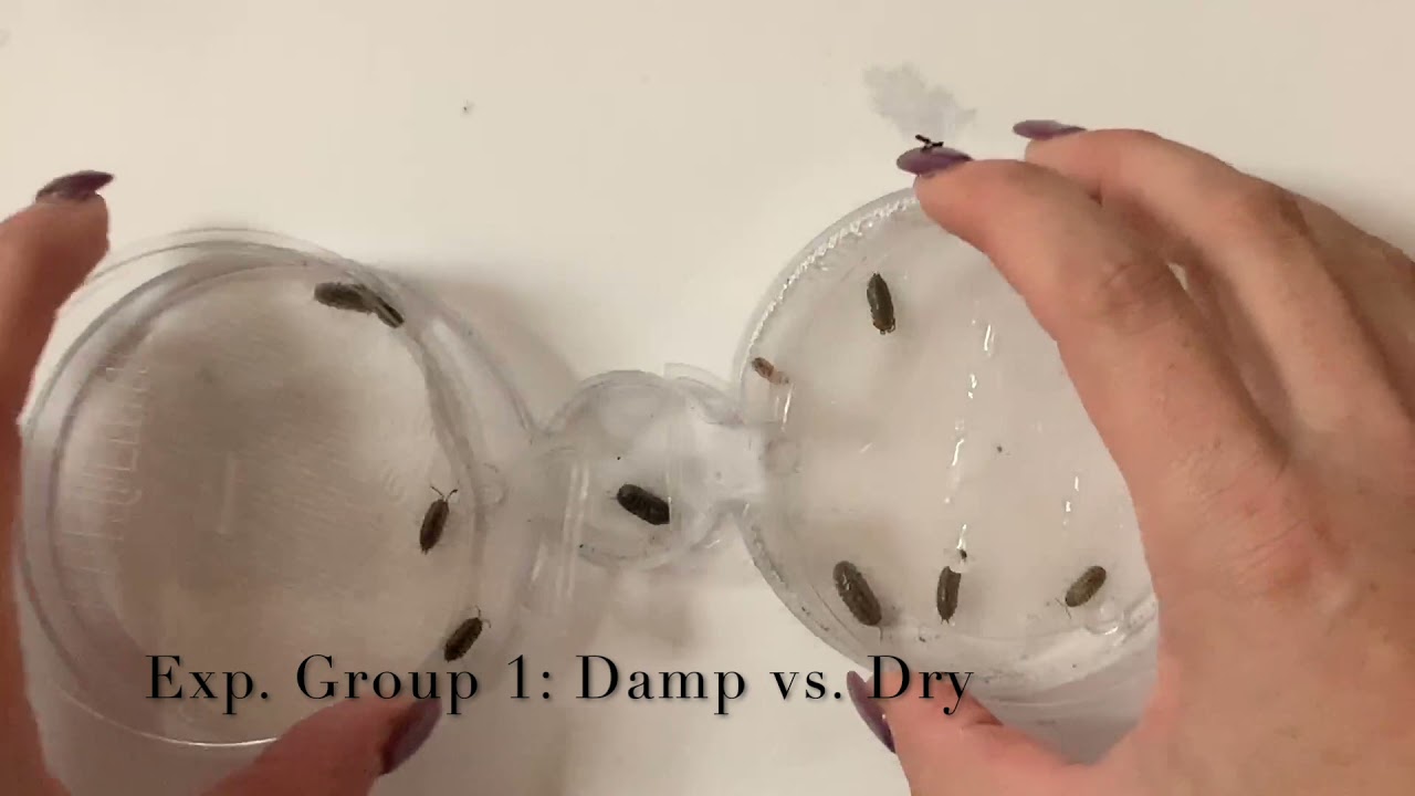 Pill Bug Behavior Choices
