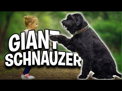 Why you should have a giant schnauzer in your home