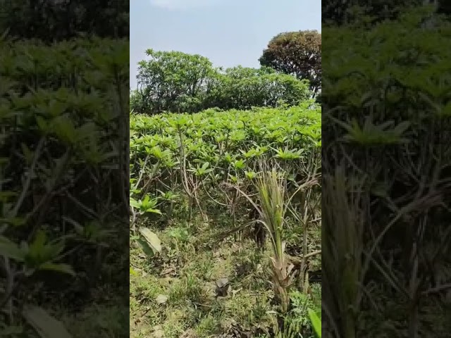 Decorative Plant - Red Kaner Plant Manufacturer from Ghaziabad