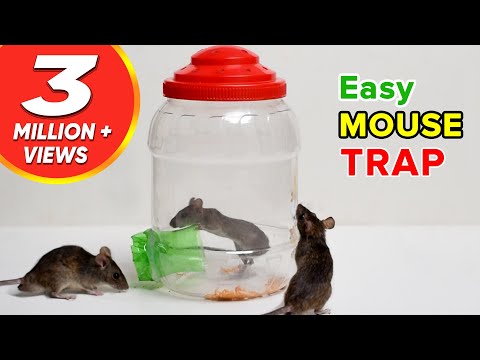 Easy Mouse Trap | DIY Mouse Trap | Rat Trap Homemade | HOW to MAKE MOUSE TRAP