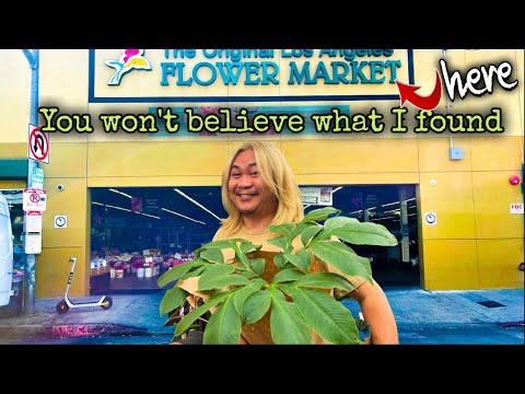 Found the COOLEST Plants EVER at the L.A. Flower Market!