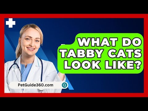What Do Tabby Cats Look Like? - PetGuide360.com