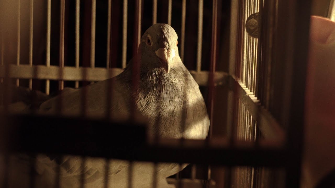 PSH - Ticho |Official Video|