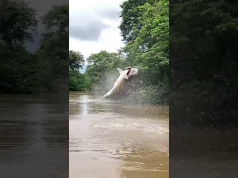 Very big fish #video #fishing #fish #comedyvideos #grass #funnyshorts #grasscutting