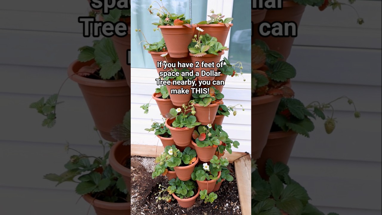 I made a vertical garden on a Dollar Tree budget! 🍓 #dollartreediy