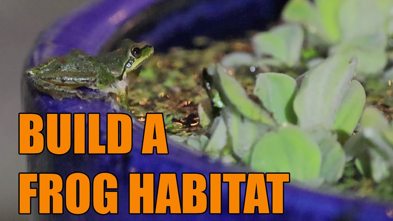 DIY Frog Habitat for Your Garden | Step-by-Step Guide to Help Frogs