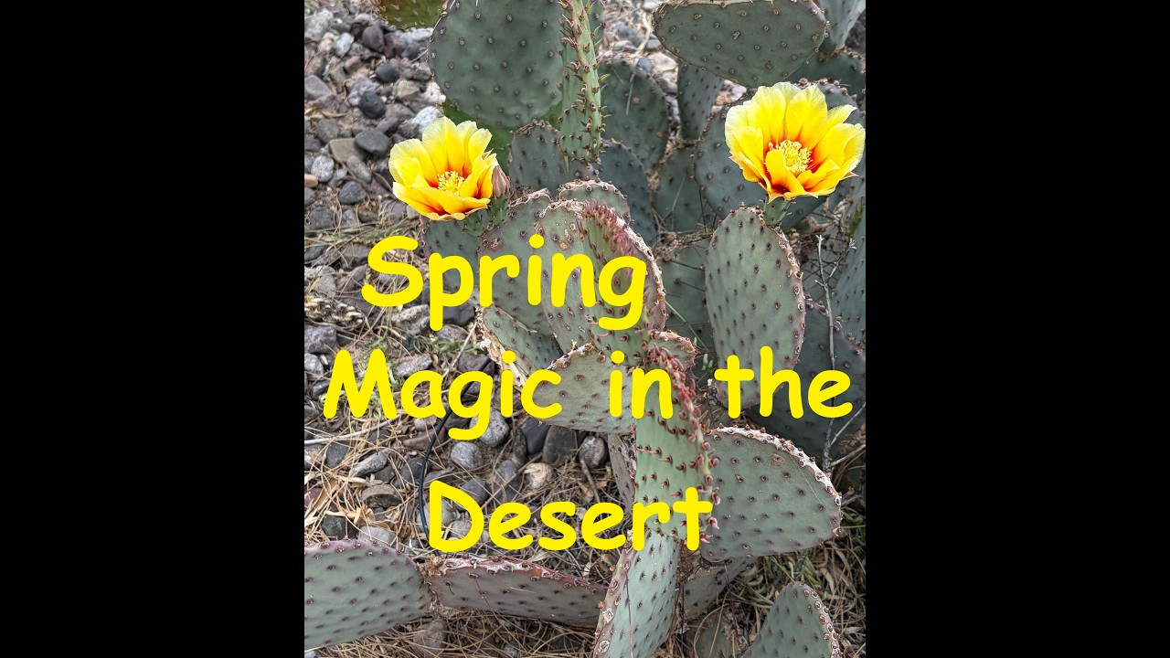 Cacti Awakening - Colorful Spring blooms in Texas