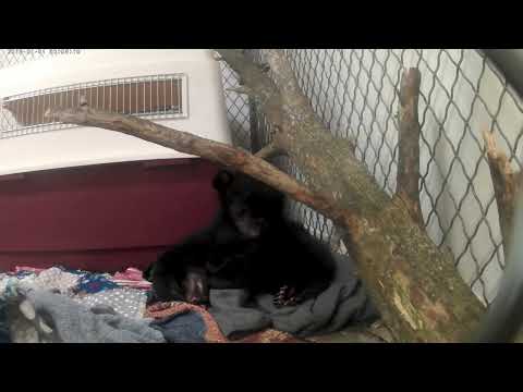 Cubs Afternoon “Nap” – Wild Instincts