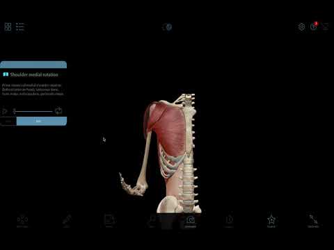Shoulder Medial Rotation