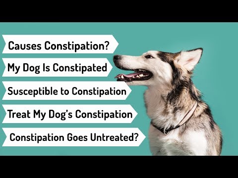 What Causes Constipation? Constipation in Dogs: Causes and Treatment