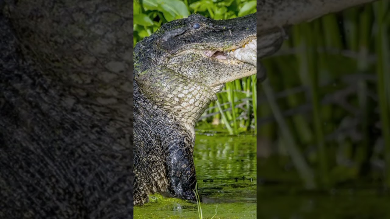 alligator turn into purussaurus brasiliensis after mewing #alligator #caiman #deinosuchus #music