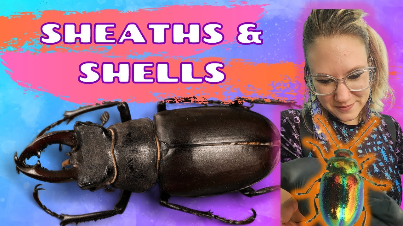Beetles [Coleoptera]: Insect Taxonomy 101