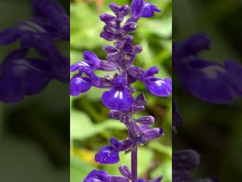 Do You Know the Flower Name