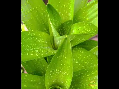 dew drops on leaves #morning #plant #drop #leaf