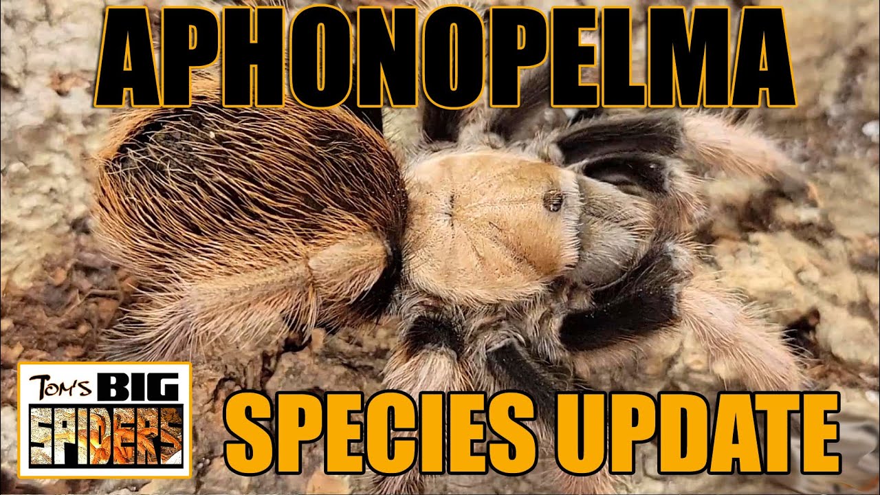 APHONOPELMA! Species Update