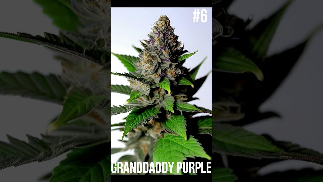 Top 10 Cannabis Strains on Leafly
