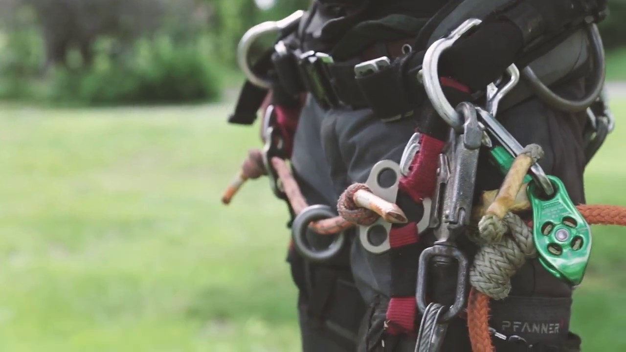 What is a Certified Arborist - Lyndon Tree Care