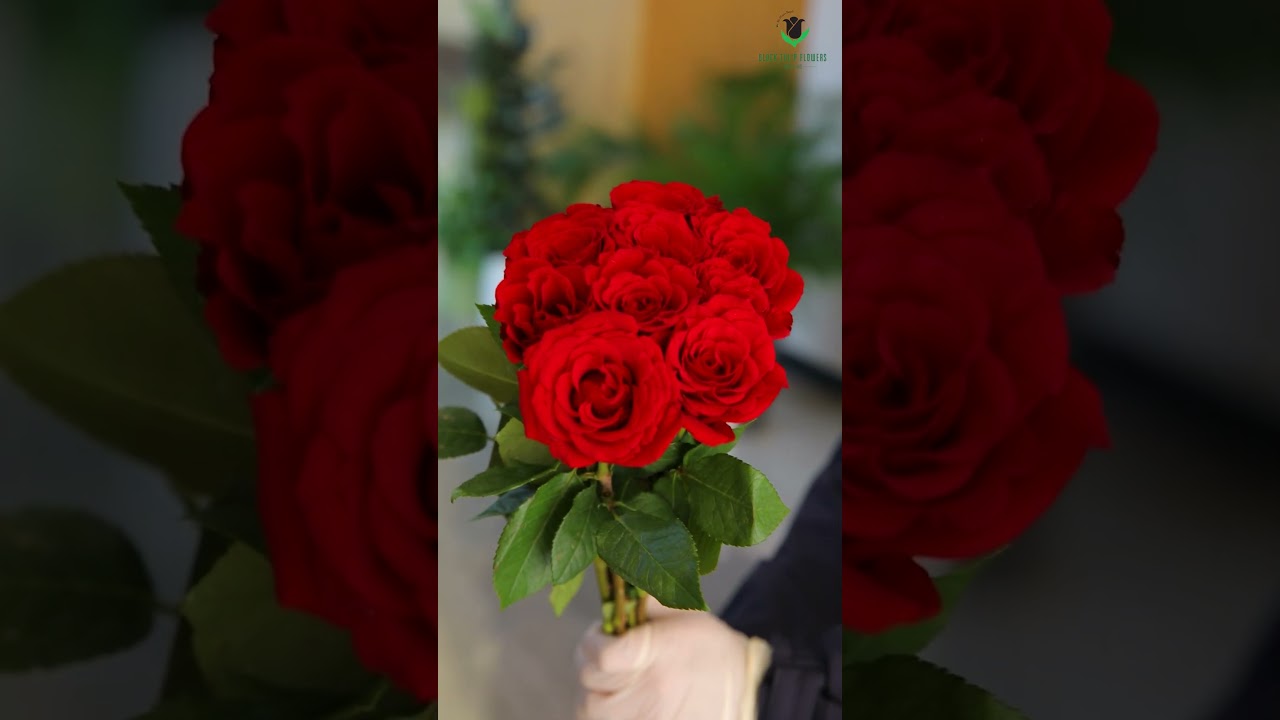 Wholesale Flower Shop | Florist Supplies | Fresh Flowers in UAE