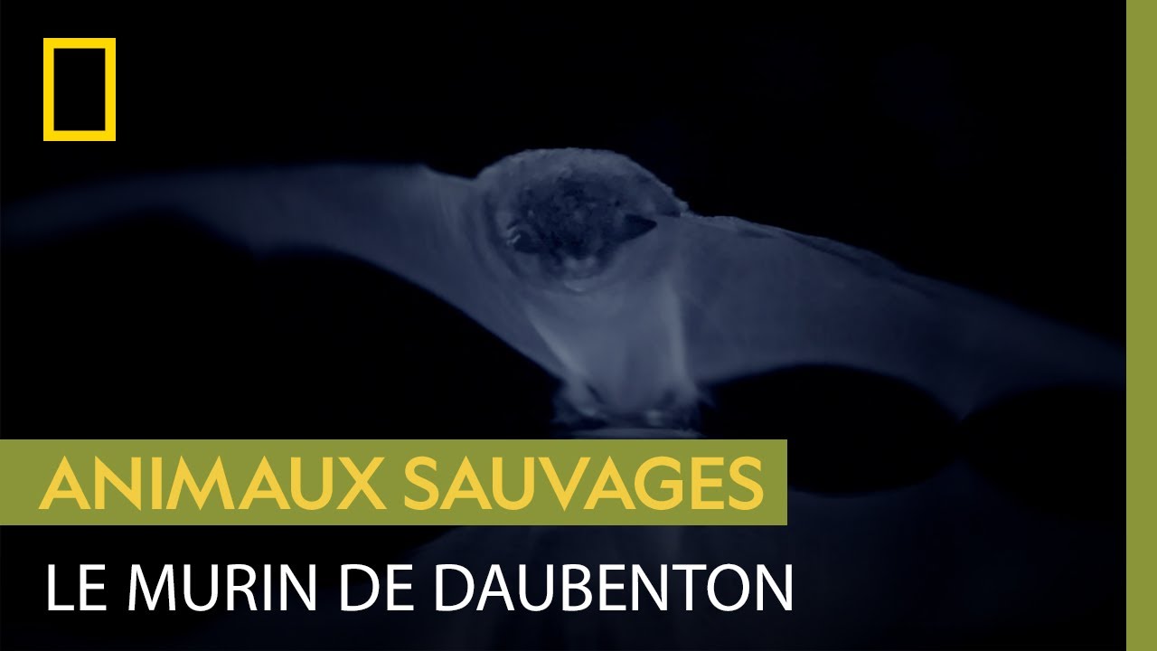 Documentaire | Le murin de Daubenton, chasseur nocturne d’exception