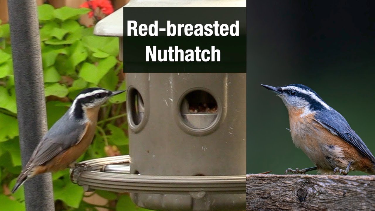Red-breasted Nuthatch Sound - Listen Closely