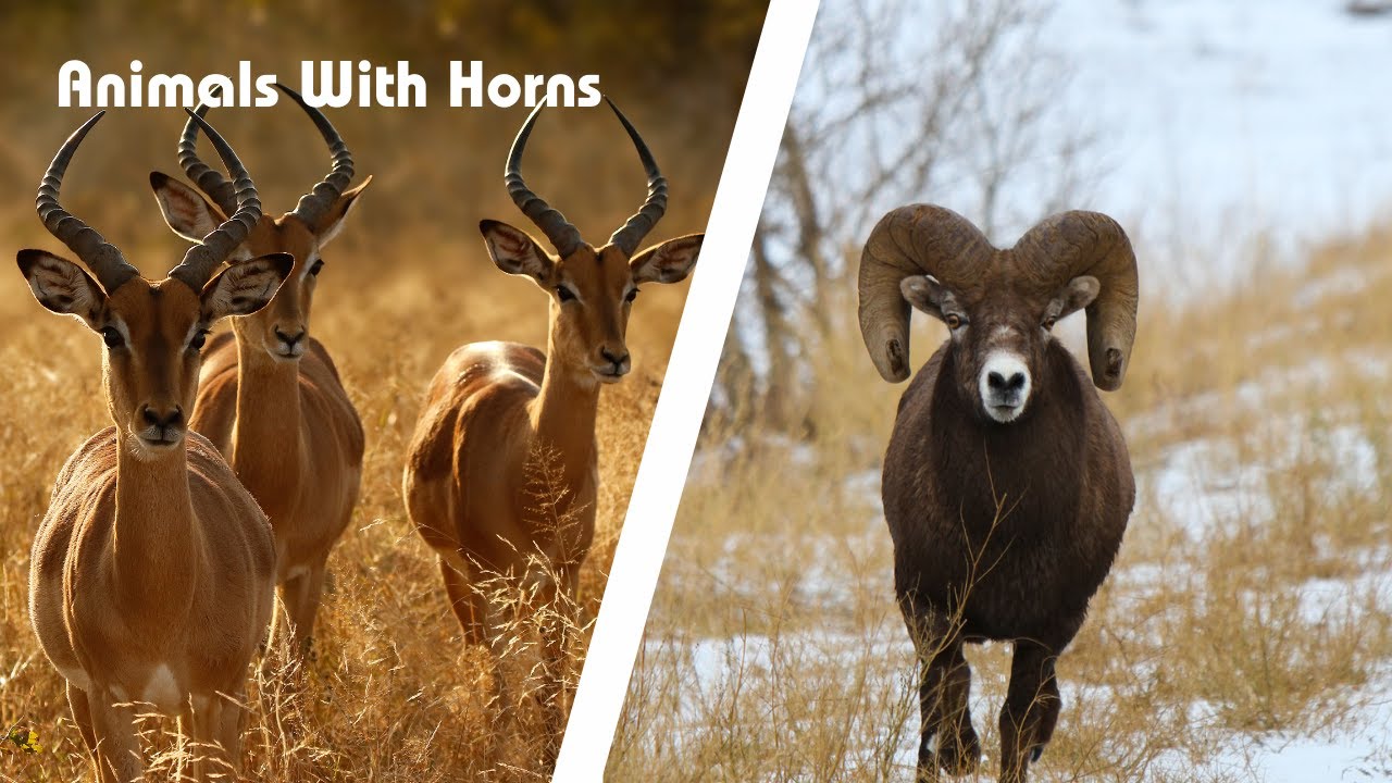 African Wild Animals With Horns