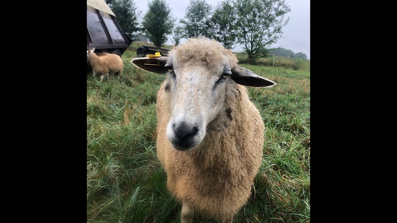 SEED (Sustainable Earth Education) Episode 3: Livestock-sheep and chickens and cows, oh my!