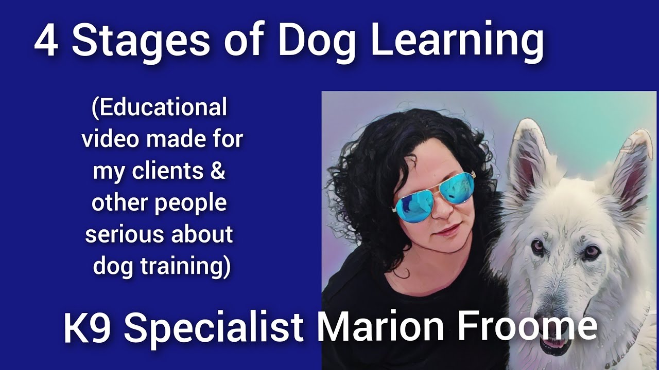Dog training Education- The 4 stages of learning