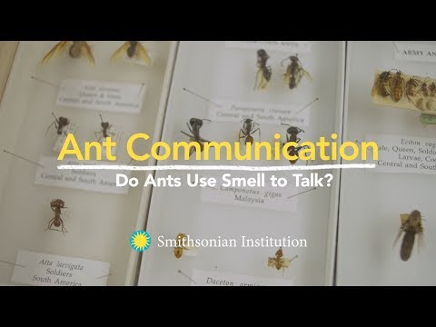 Ant Communication: Do Ants Use Smell to Talk?