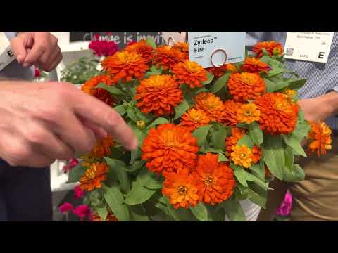 New Plants for 2023! From Syngenta Flowers