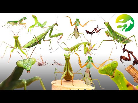 Learn The Praying Mantis Classification - Characteristics of Animals