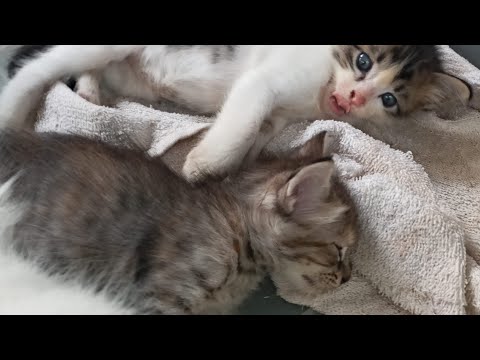 Highlight 13:44 – 18:44 from Time Machine Cats !!!! Longest Daily Cat's Story