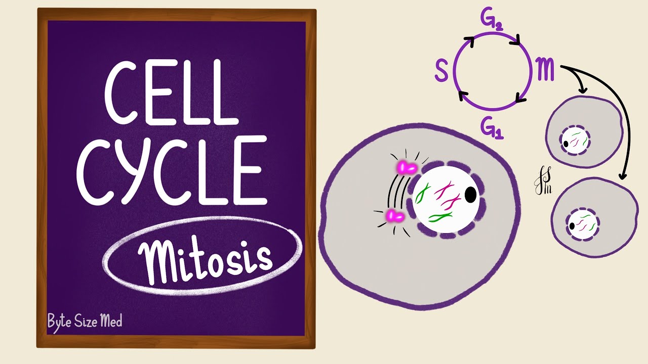 Cell Cycle | Mitosis | Cell Division | Cell Biology