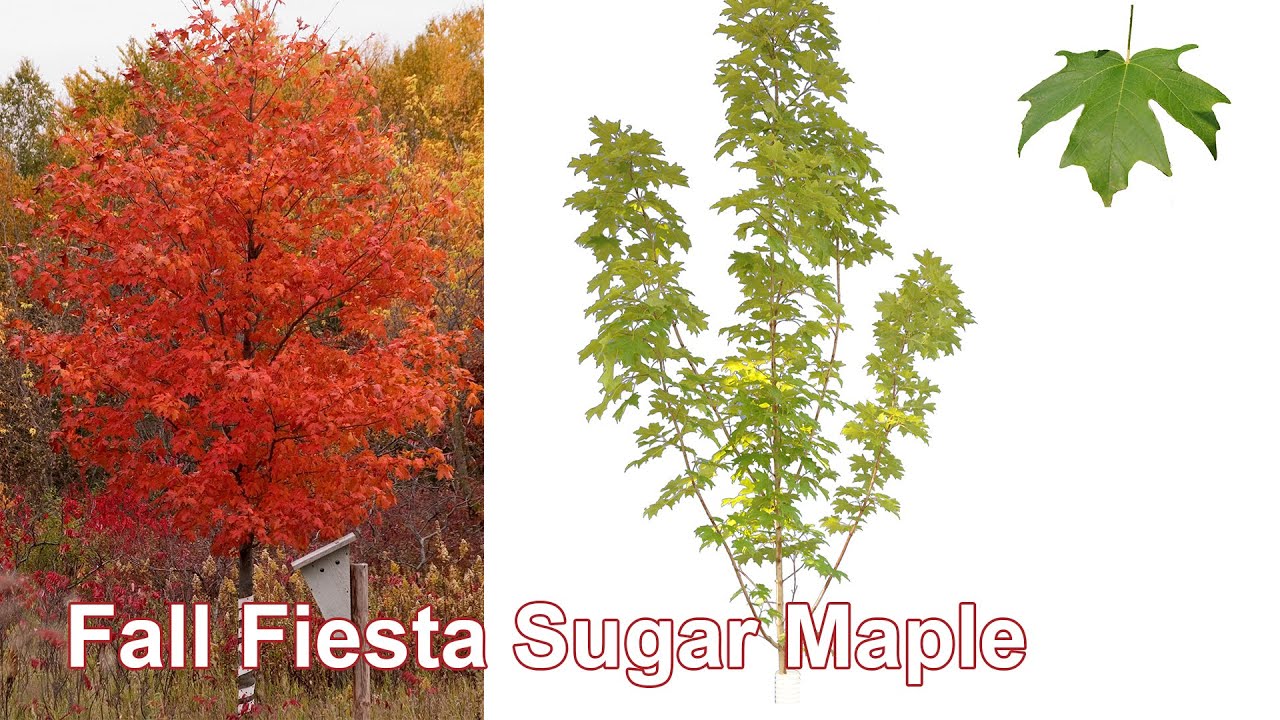 Fall Fiesta Sugar Maple