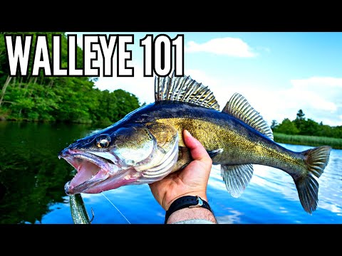All About Walleye - (In just 7 MINUTES)