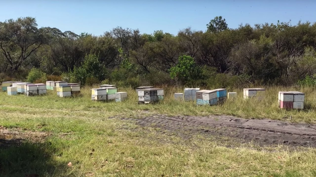 BEE Insights: Bee Utopia