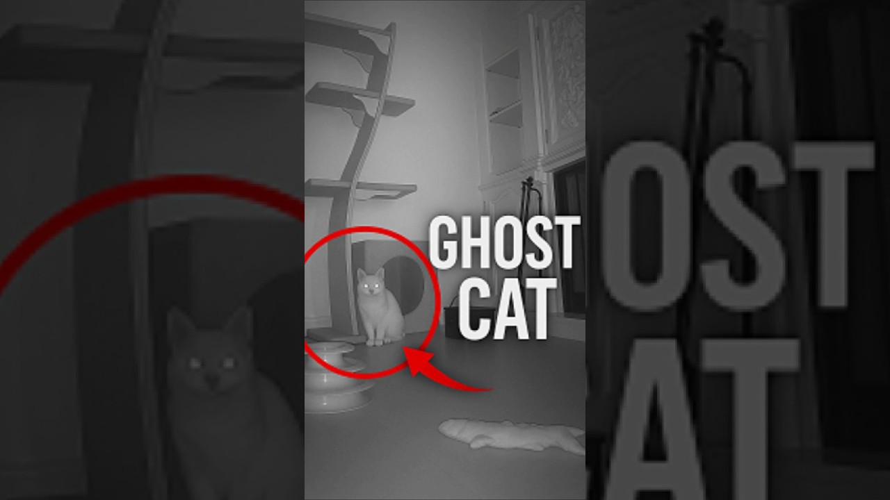 Ghost of a Cat Caught on Camera After Its Passing #scary #horror