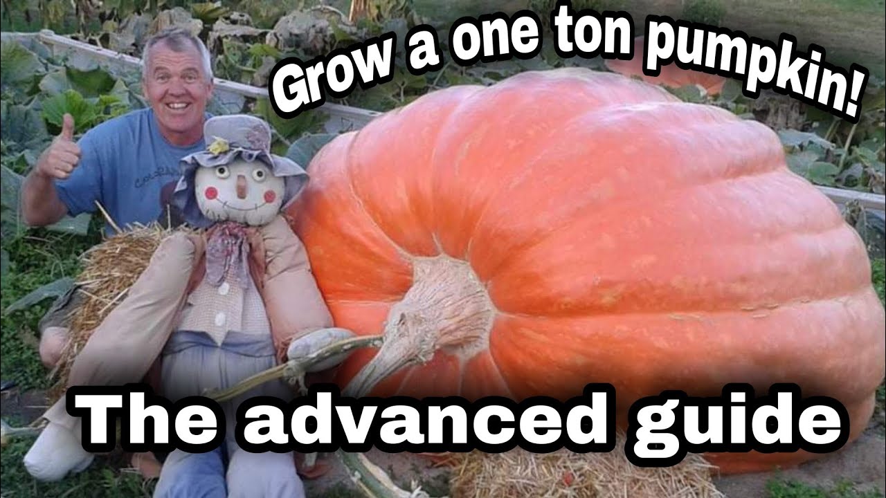 Grow a 2000 POUND Pumpkin Top 5 Tips 