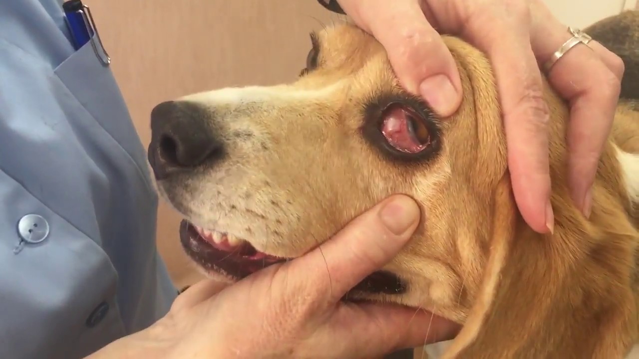 08 Exposing a dog's 3rd eyelid
