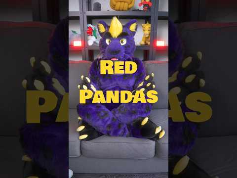 Reviewing Fursona Species Day 15/30: Red Pandas! #furries #fursuit #fursona