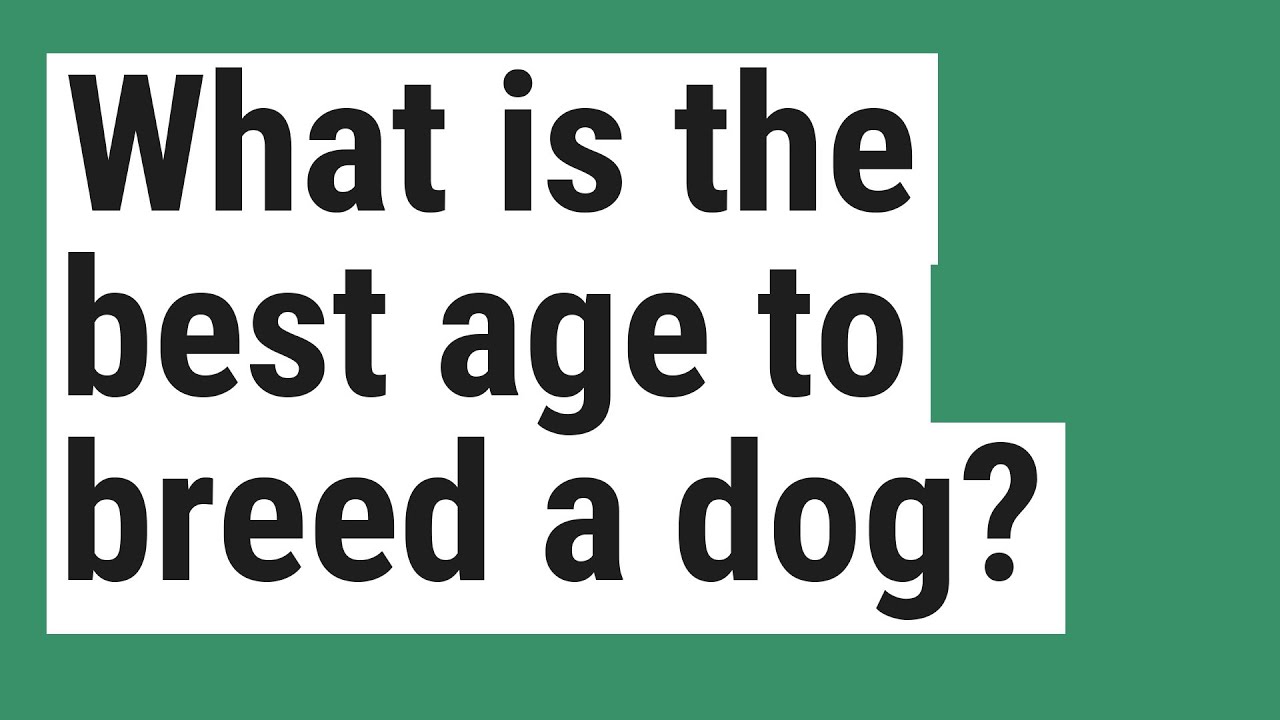What is the best age to breed a dog?