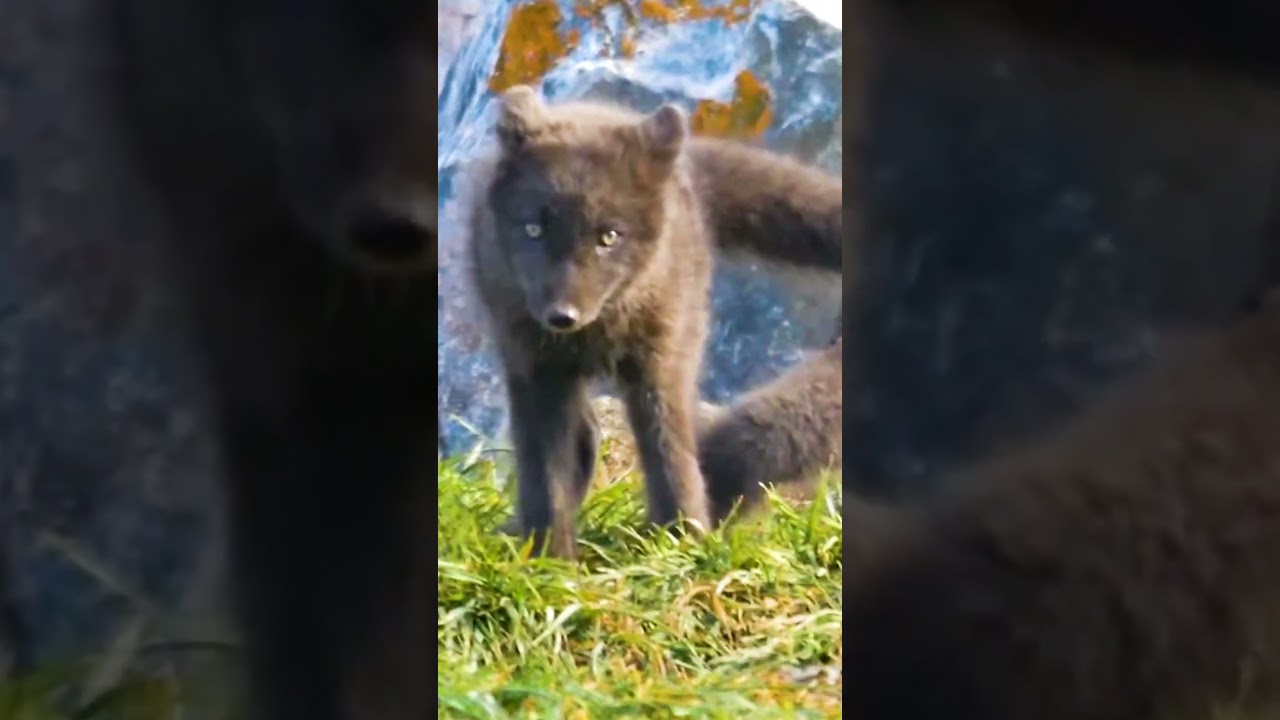 Playful Arctic Fox Cubs | Adorable Wildlife Moments 🦊