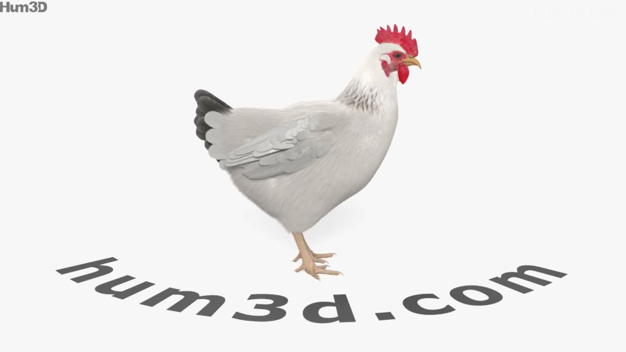 Chicken (Hen) 3D model by 3DModels.org