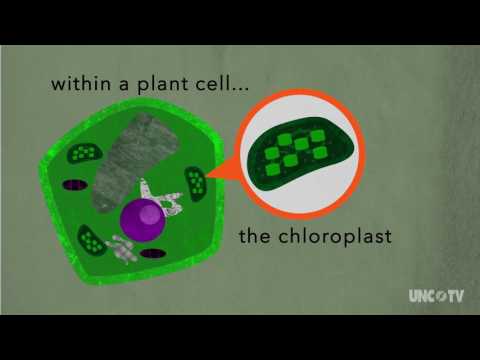 Photosynthesis | Sci NC