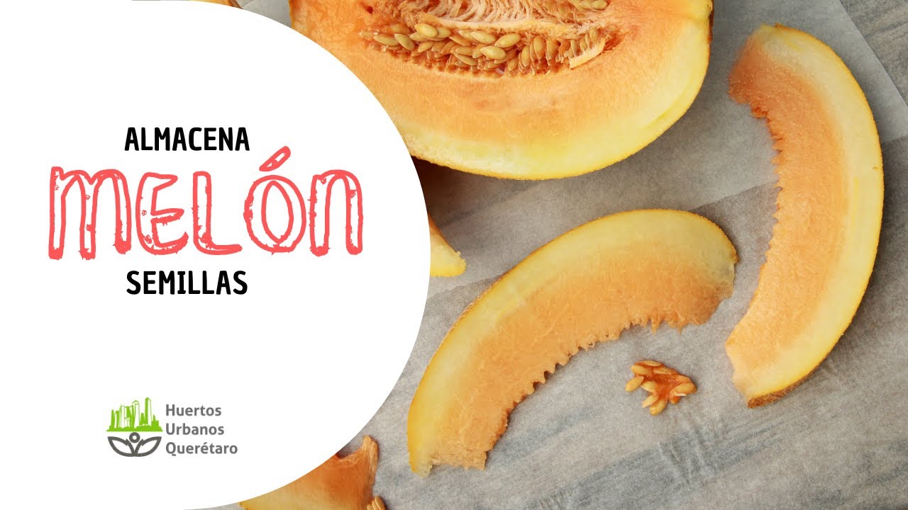 SEMILLAS de MELÓN, ¿cómo almacenar?
