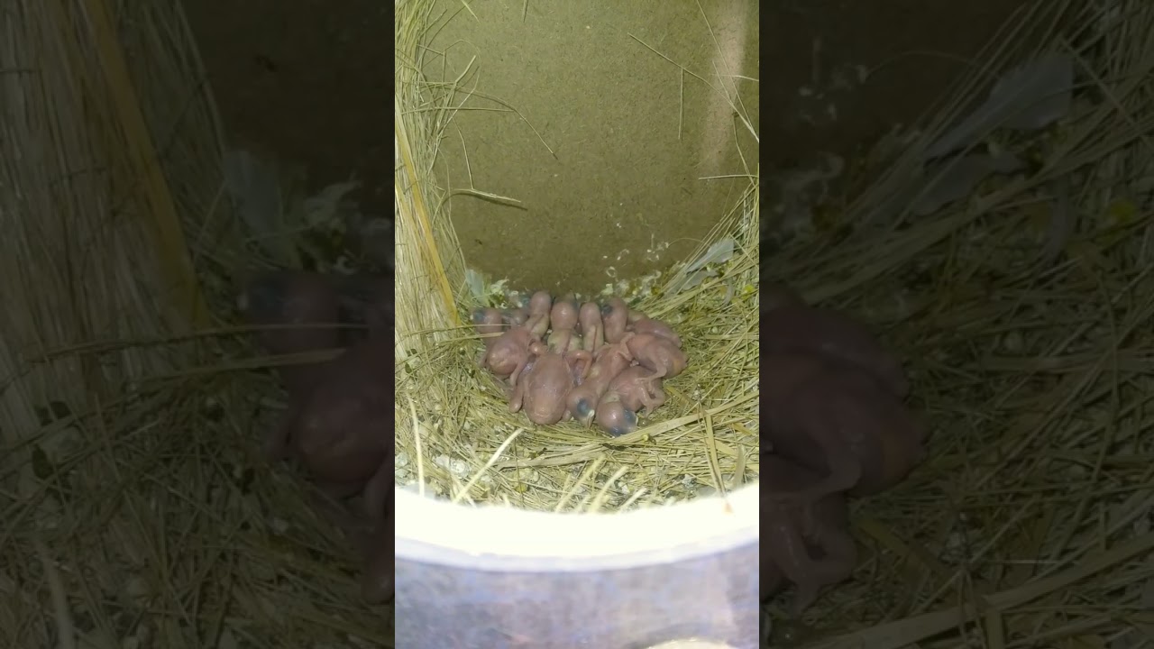 White Java 10 Chicks in 1 Nest Box 🐣 || Living.Like.A.Bird
