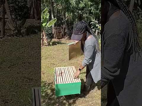 Beekeeping for beginners. How to start beekeeping in 2023 for extra income.