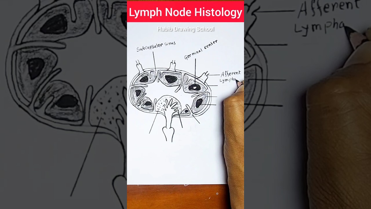 How to draw lymph node  #shorts #lymphnodediagram #lymphnodes
